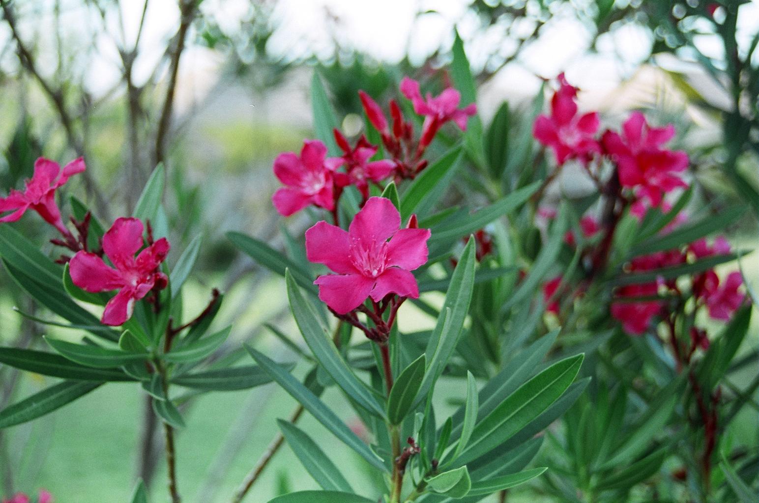 Frances Stroh RN, FCN | Tolcare Touch of Life Care